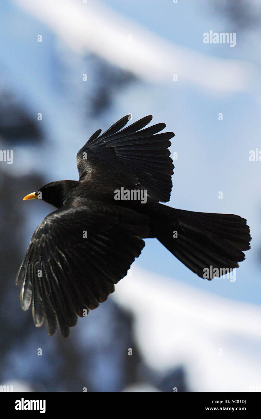Alpine Chough - flying / Pyrrhocorax graculus Stock Photo - Alamy