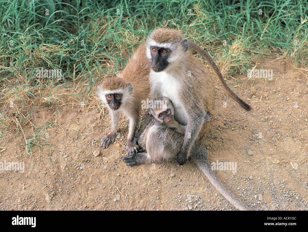 Female Black faced Vervet Monkey with her baby and youngster Lake ...