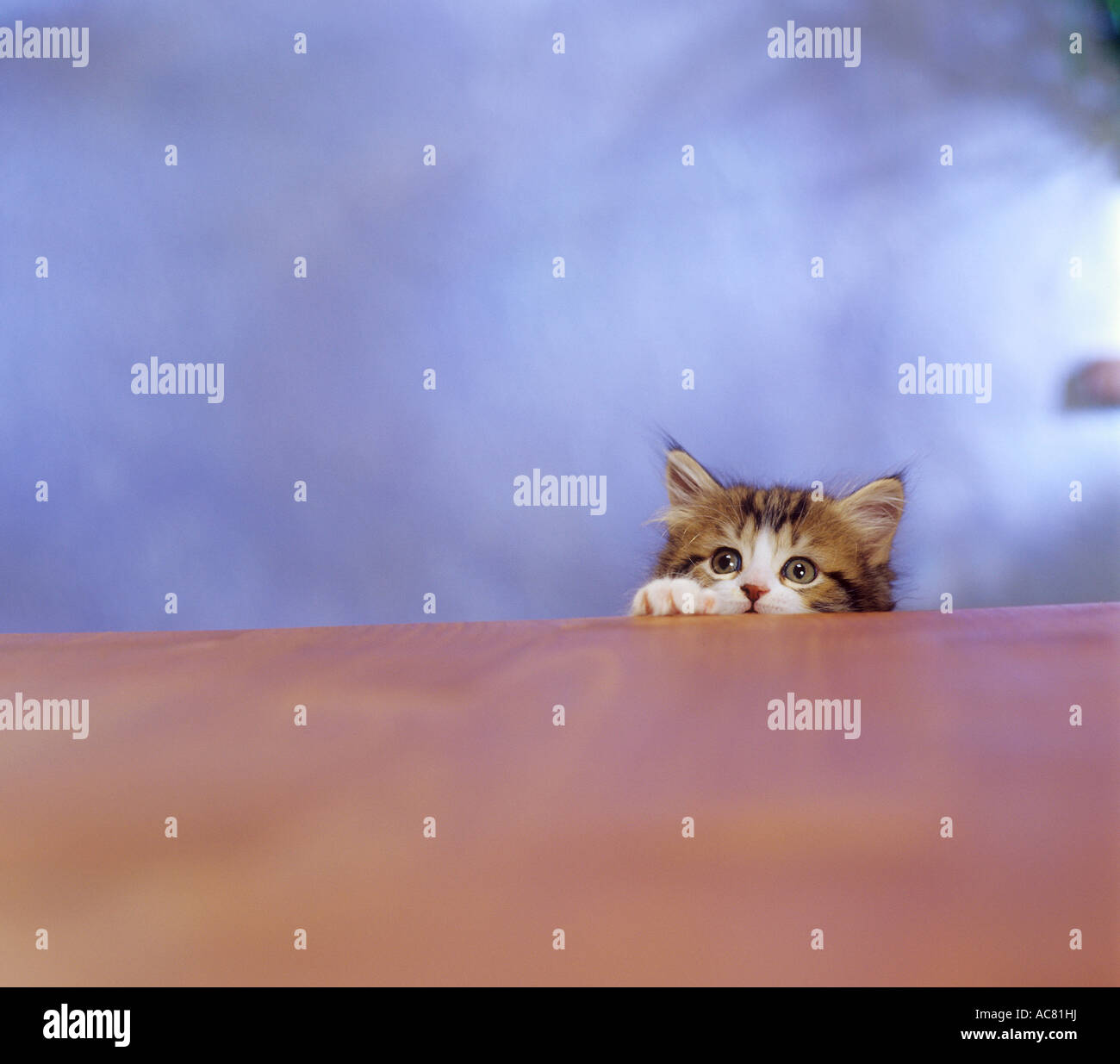 kitten - behind table Stock Photo - Alamy