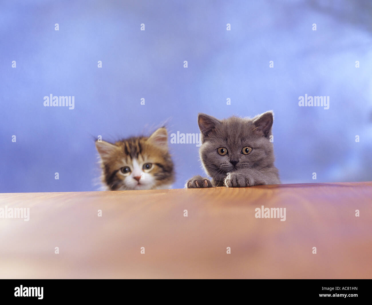 two kittens behind table Stock Photo - Alamy