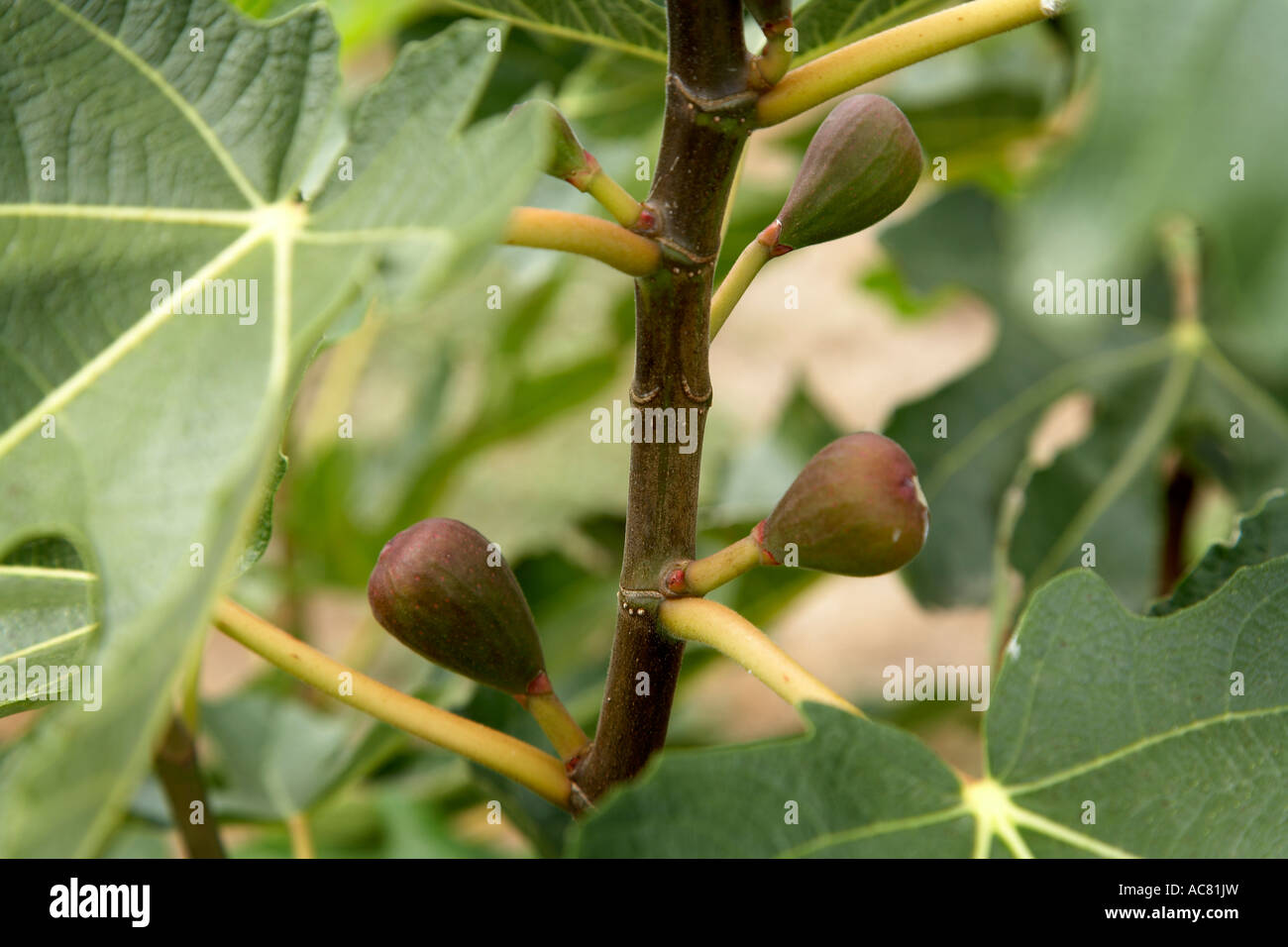 figs on fig tree Stock Photo - Alamy