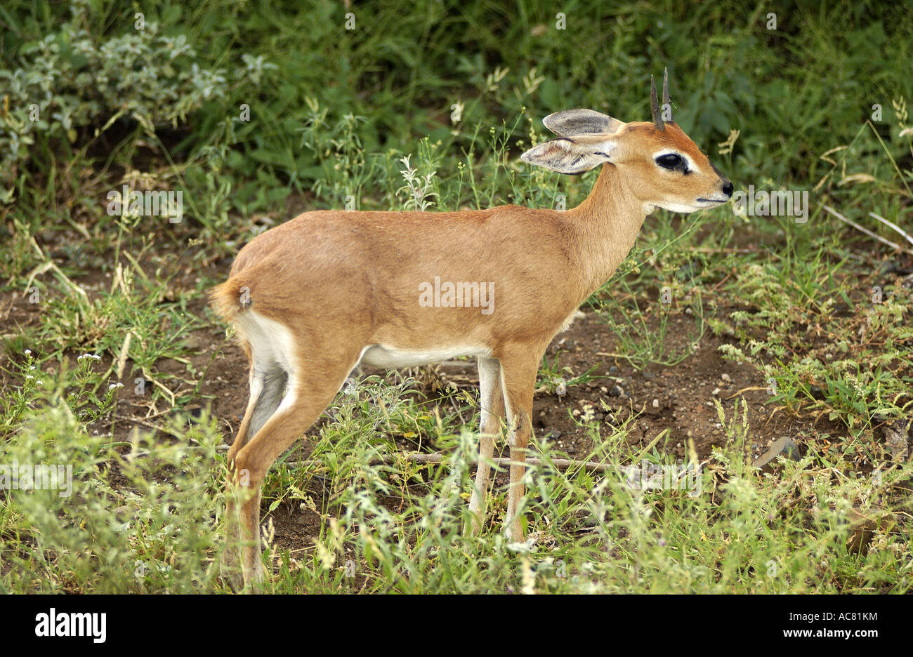 African Steenboks High Resolution Stock Photography and Images - Alamy