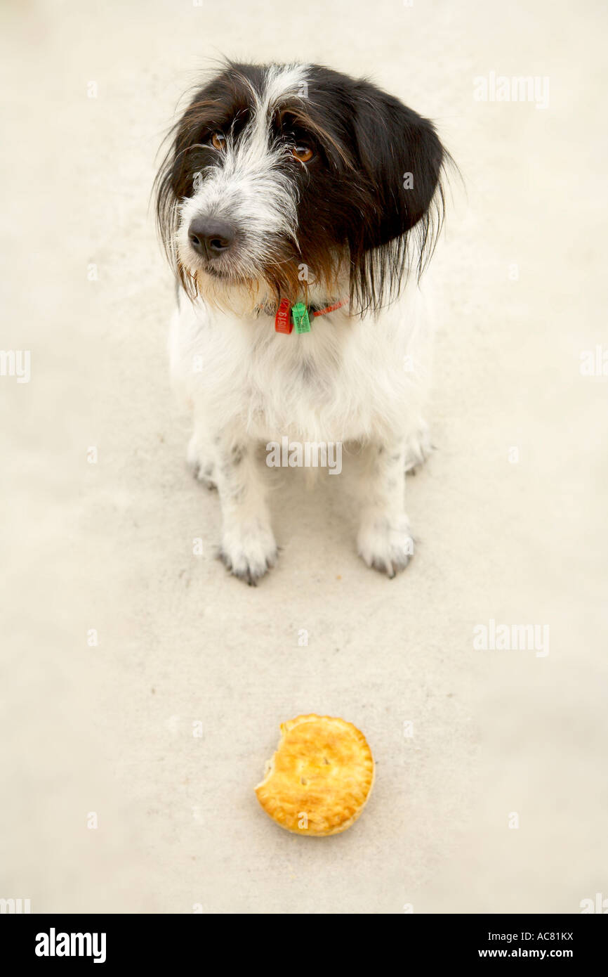 dog waiting to eat pie Stock Photo - Alamy
