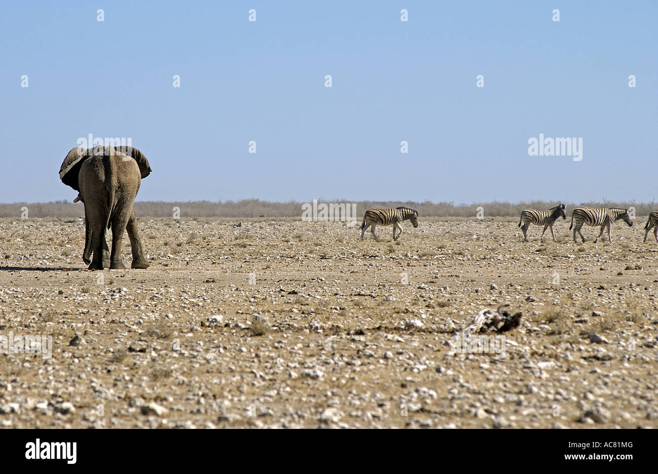 African elephant and zebras Stock Photo - Alamy