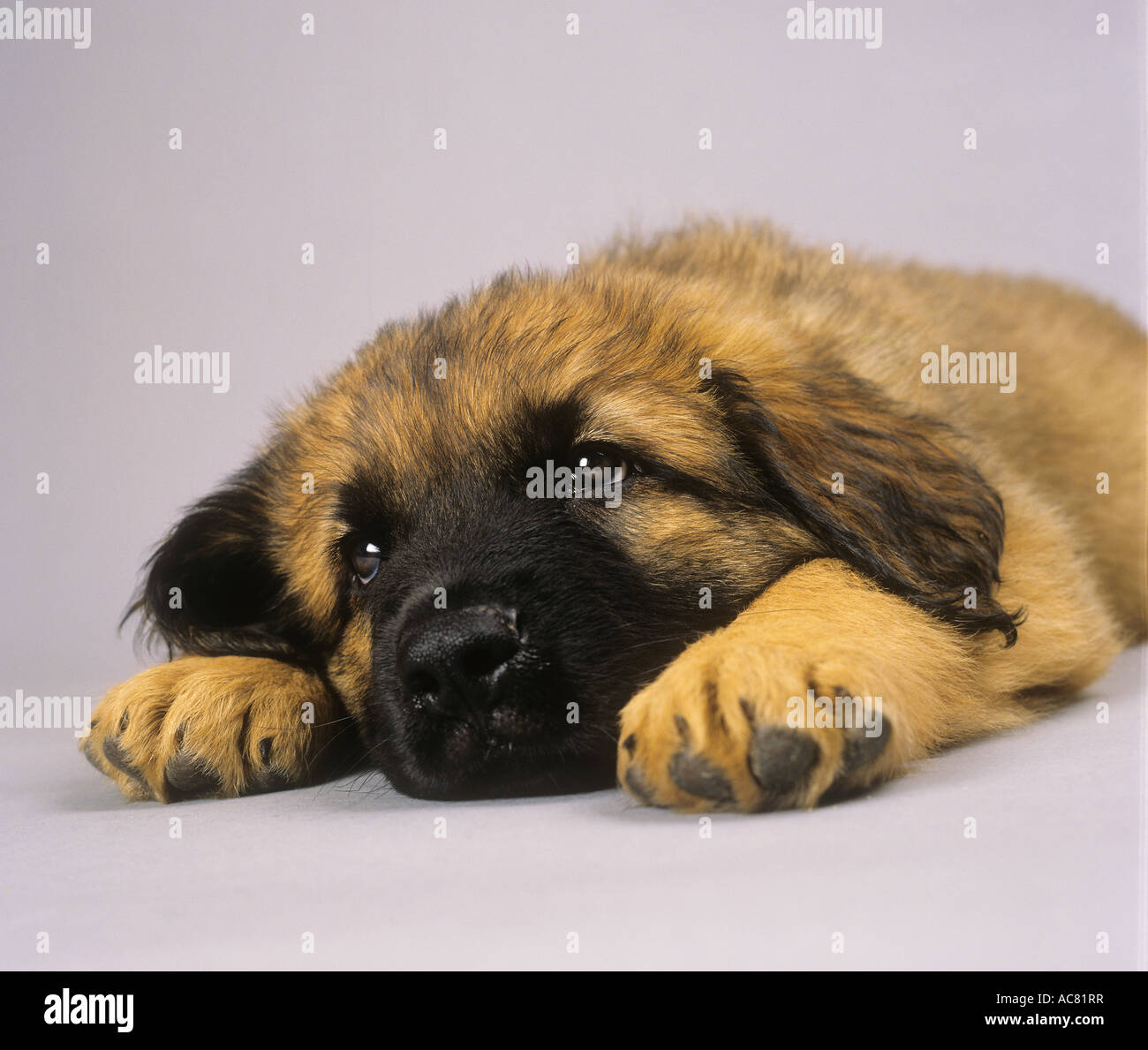 Cute puppy dog cut out hi-res stock photography and images - Alamy