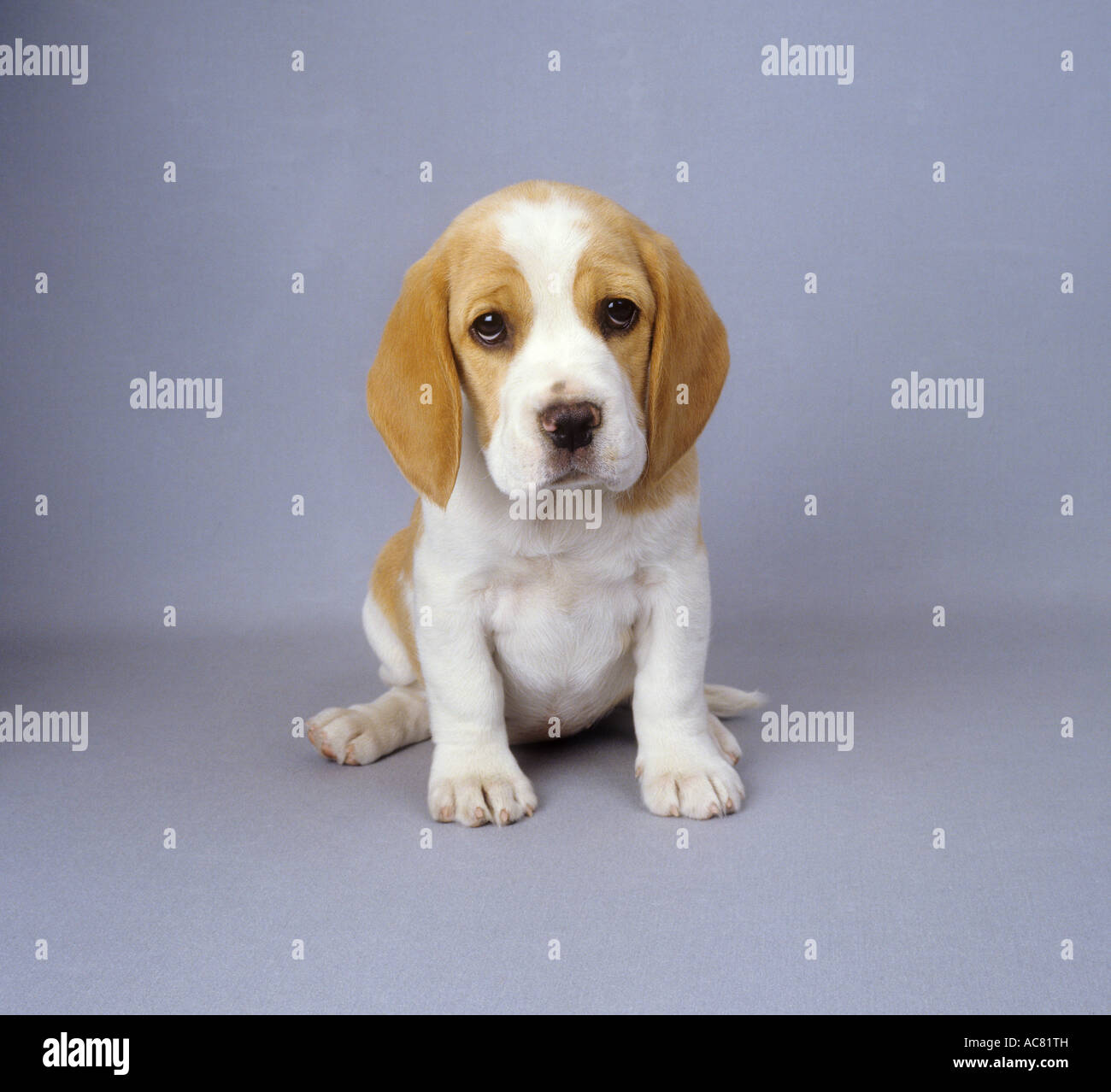 Beagle - puppy - cut out Stock Photo - Alamy