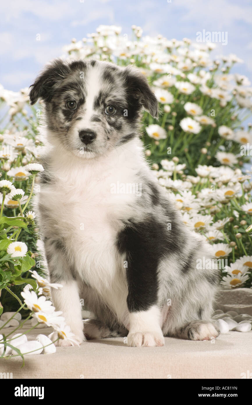 Australian Sheperd puppy - sitting in front of flowers Stock Photo - Alamy