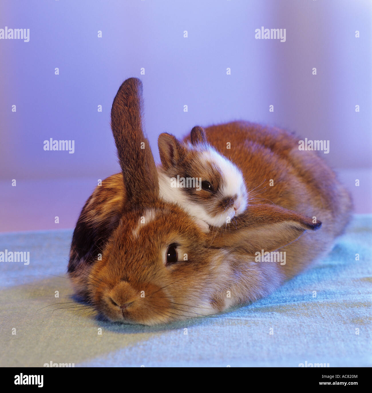 rabbit with cub Stock Photo - Alamy