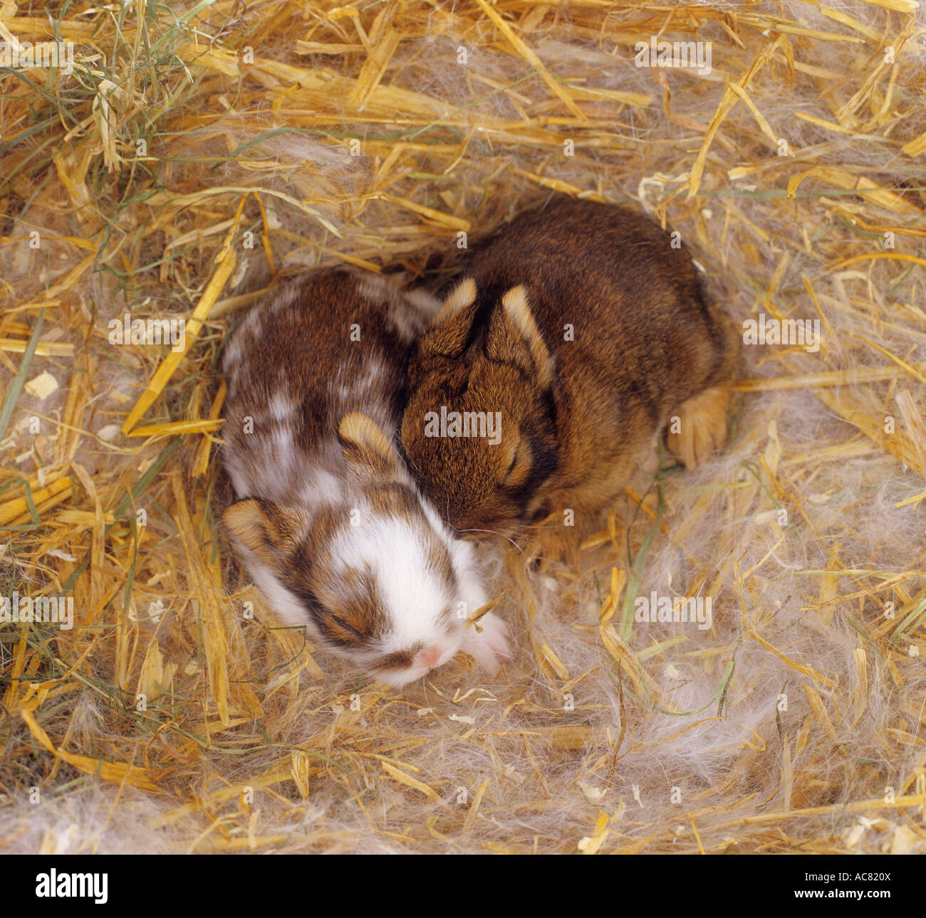 Two rabbits sleeping hi-res stock photography and images - Alamy