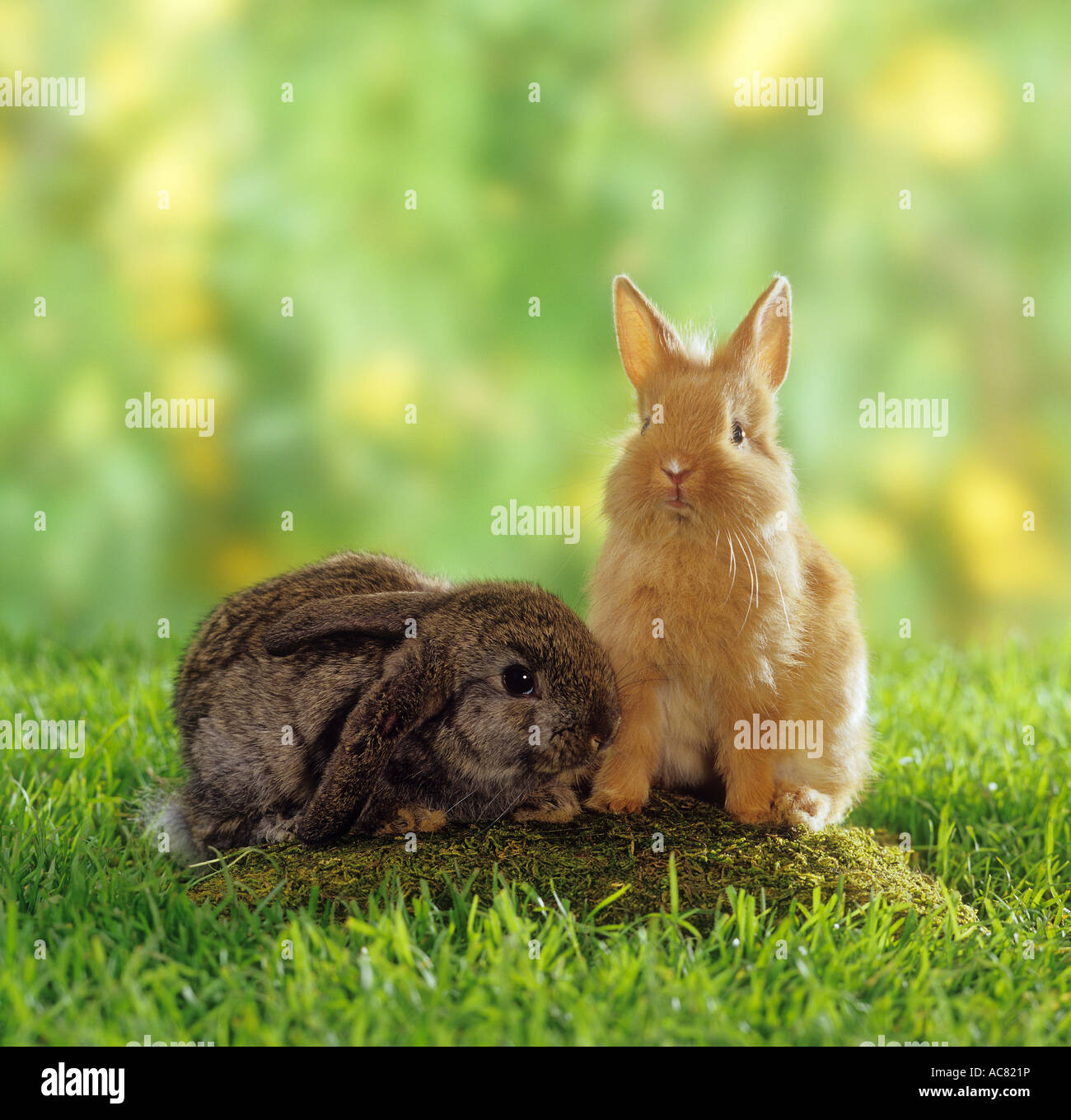 lop-eared dwarf rabbit and dwarf rabbit on meadow Stock Photo - Alamy