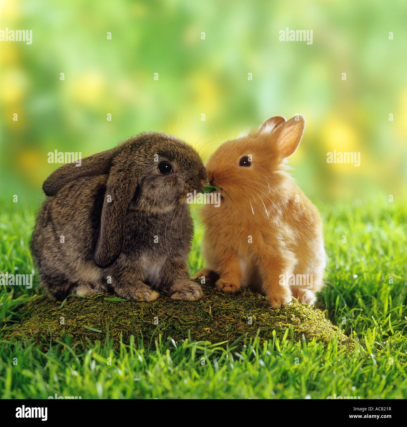 Lop-eared dwarf rabbit and dwarf rabbit on meadow, eat a leaf together ...