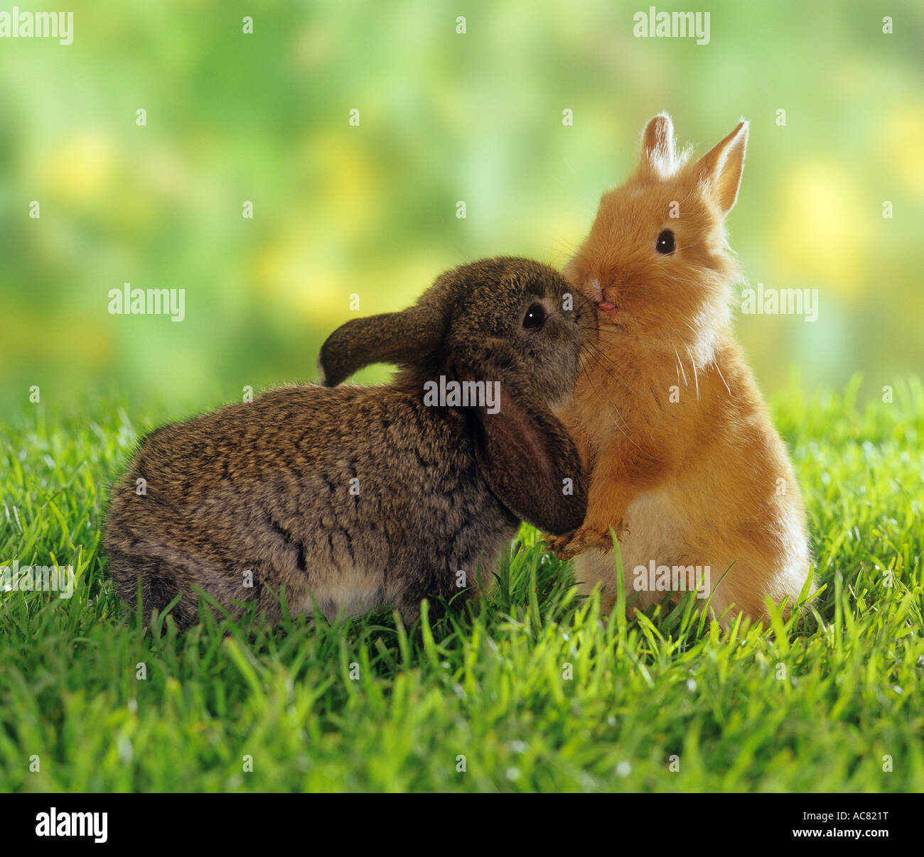 lop-eared dwarf rabbit and dwarf rabbit Stock Photo - Alamy