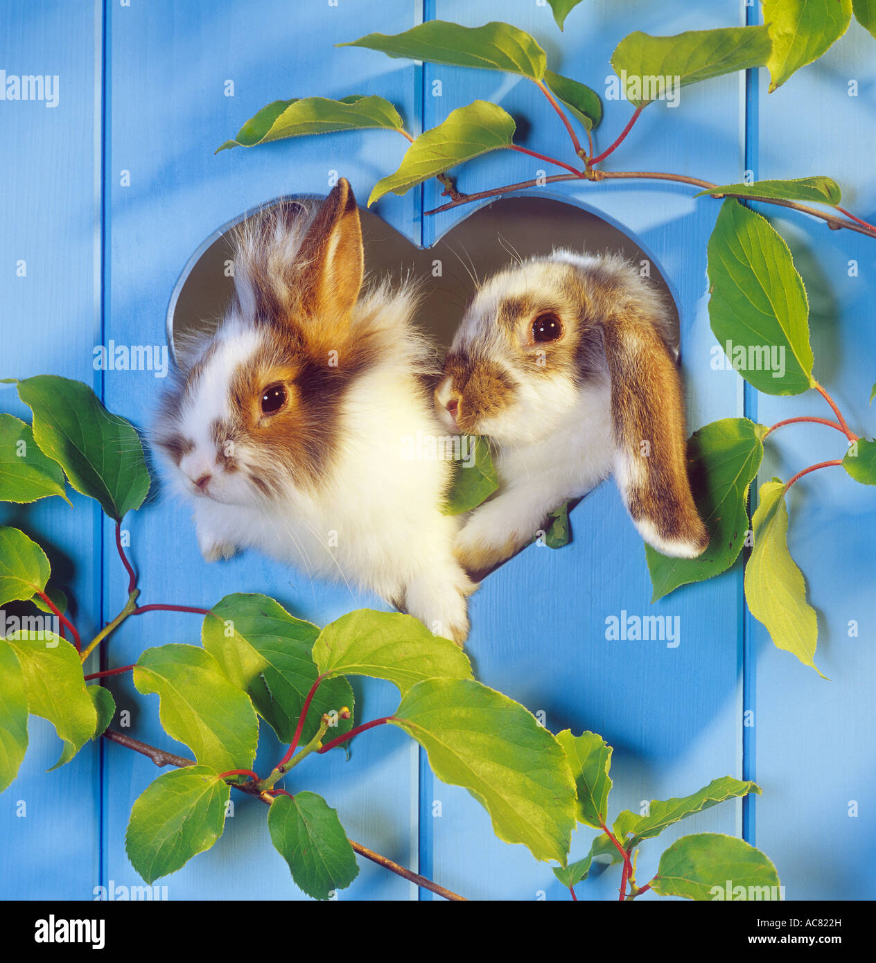 two dwarf rabbits looking through door with heart Stock Photo - Alamy