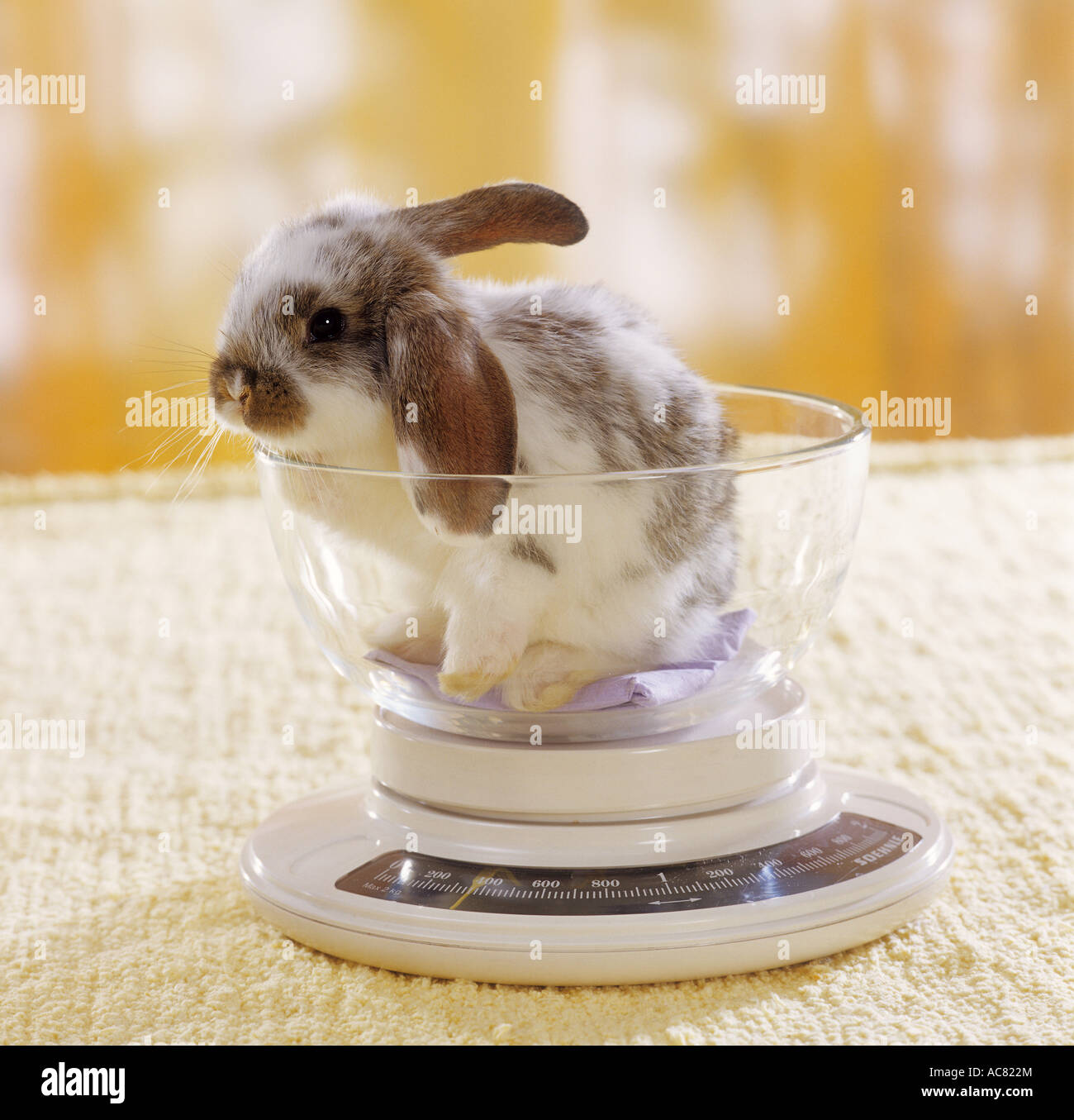 lop-eared dwarf rabbit on scale Stock Photo - Alamy