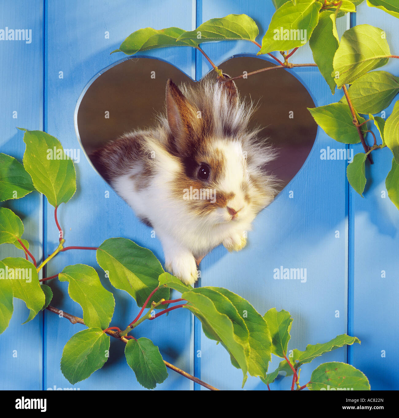 dwarf rabbit looking through door with heart Stock Photo - Alamy