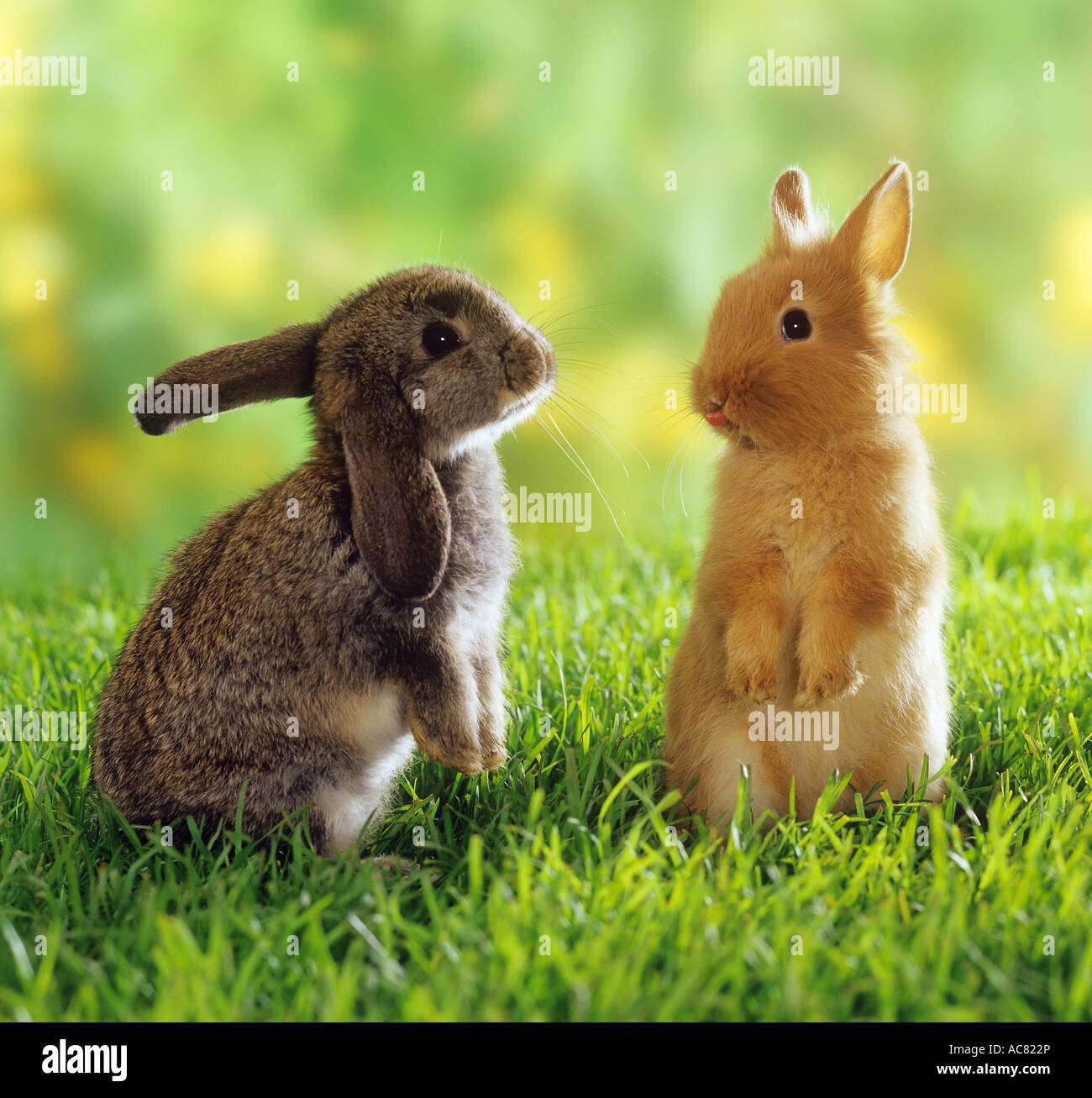 lop-eared dwarf rabbit and dwarf rabbit on meadow Stock Photo - Alamy
