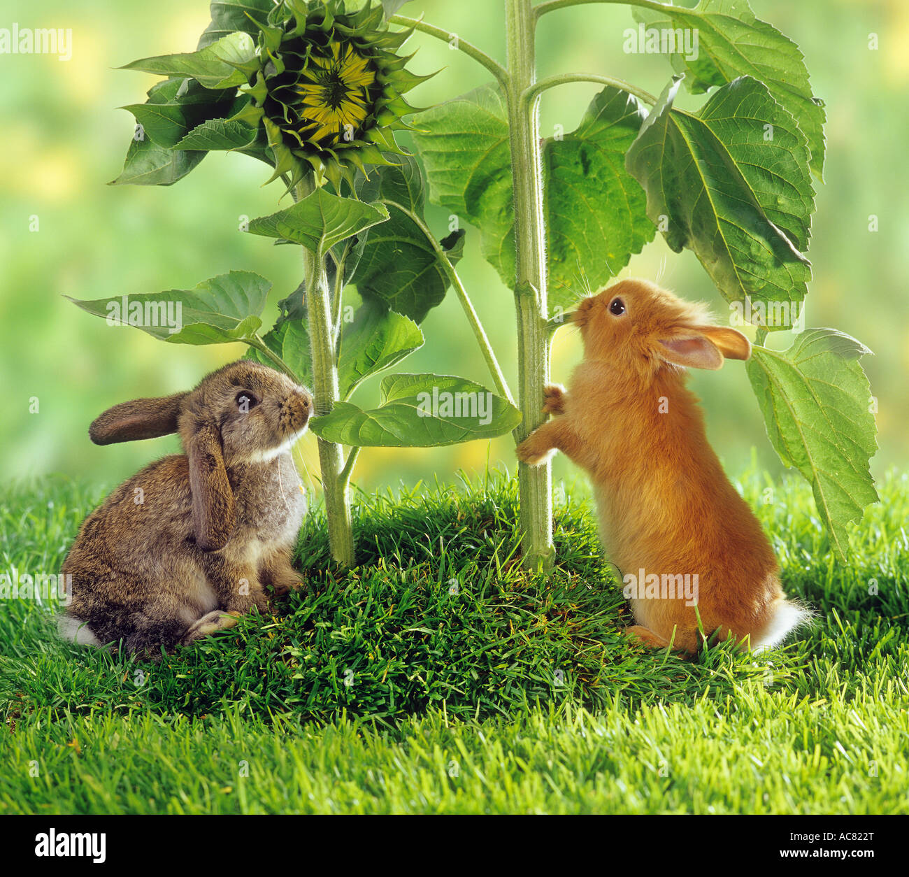 Dwarf rabbit sunflower hi-res stock photography and images - Alamy