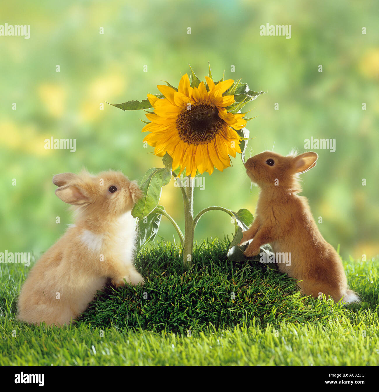 two dwarf rabbits next to sunflower Stock Photo - Alamy