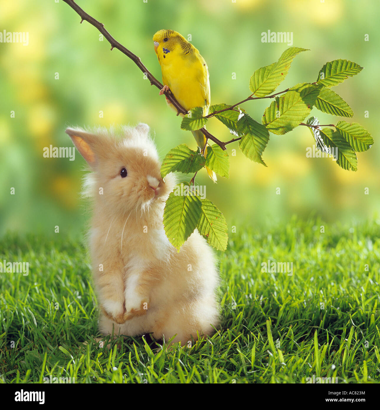 animal friendship : dwarf rabbit and budgerigar Stock Photo - Alamy