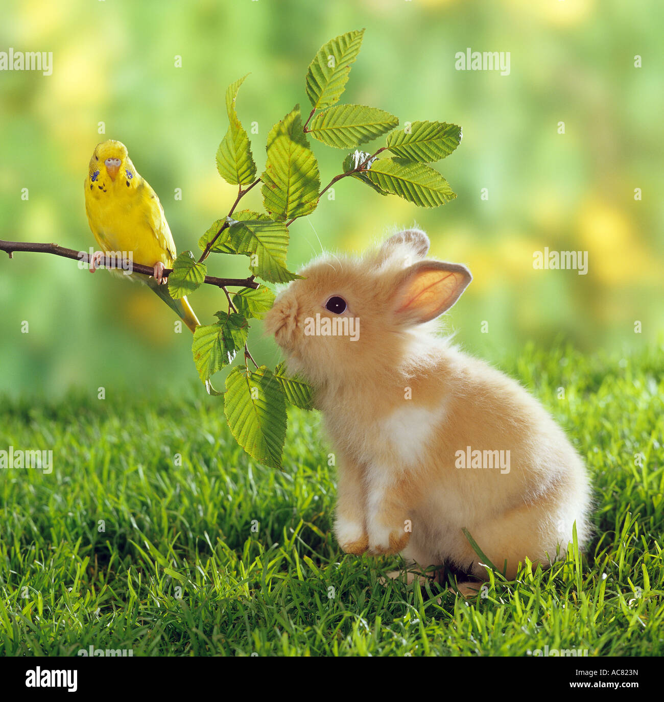animal friendship : dwarf rabbit and budgerigar Stock Photo - Alamy