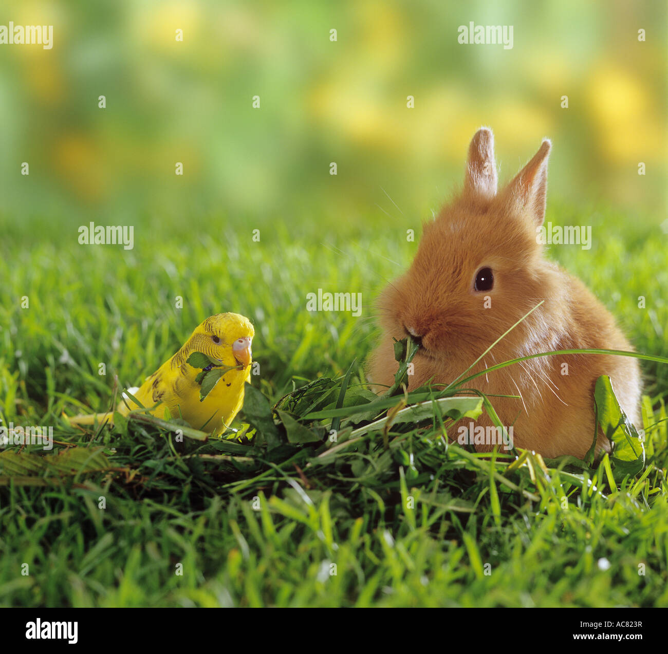 Budgie friends hi-res stock photography and images - Alamy