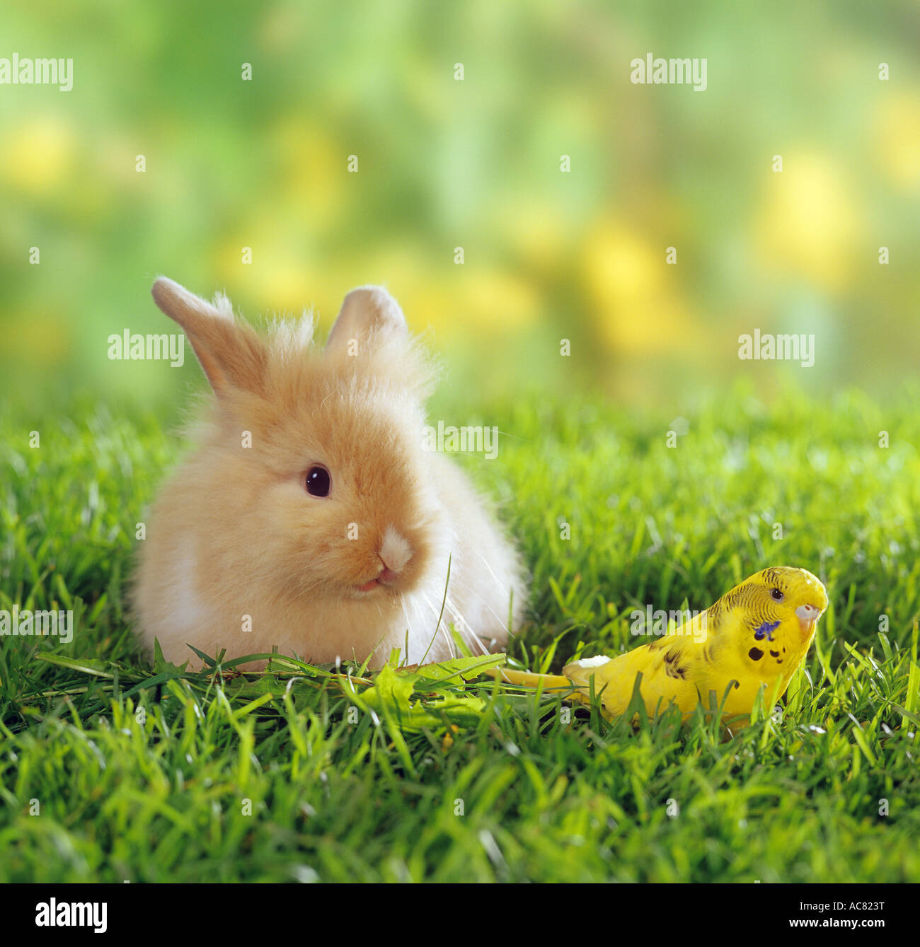 animal friendship : budgerigar and dwarf rabbit Stock Photo - Alamy