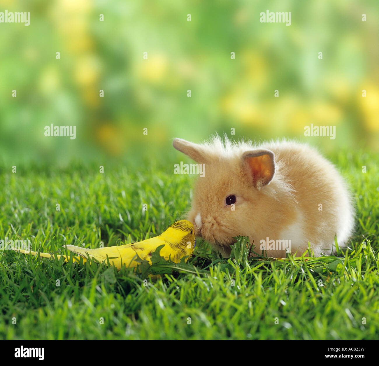 Budgie friends hi-res stock photography and images - Alamy