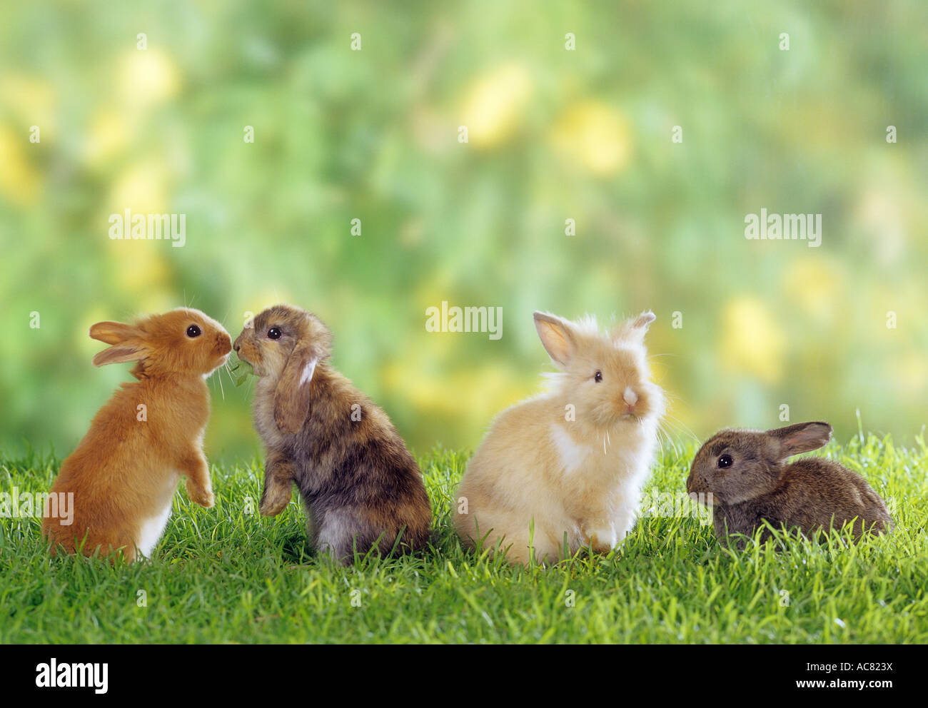 four dwarf rabbits on meadow Stock Photo - Alamy