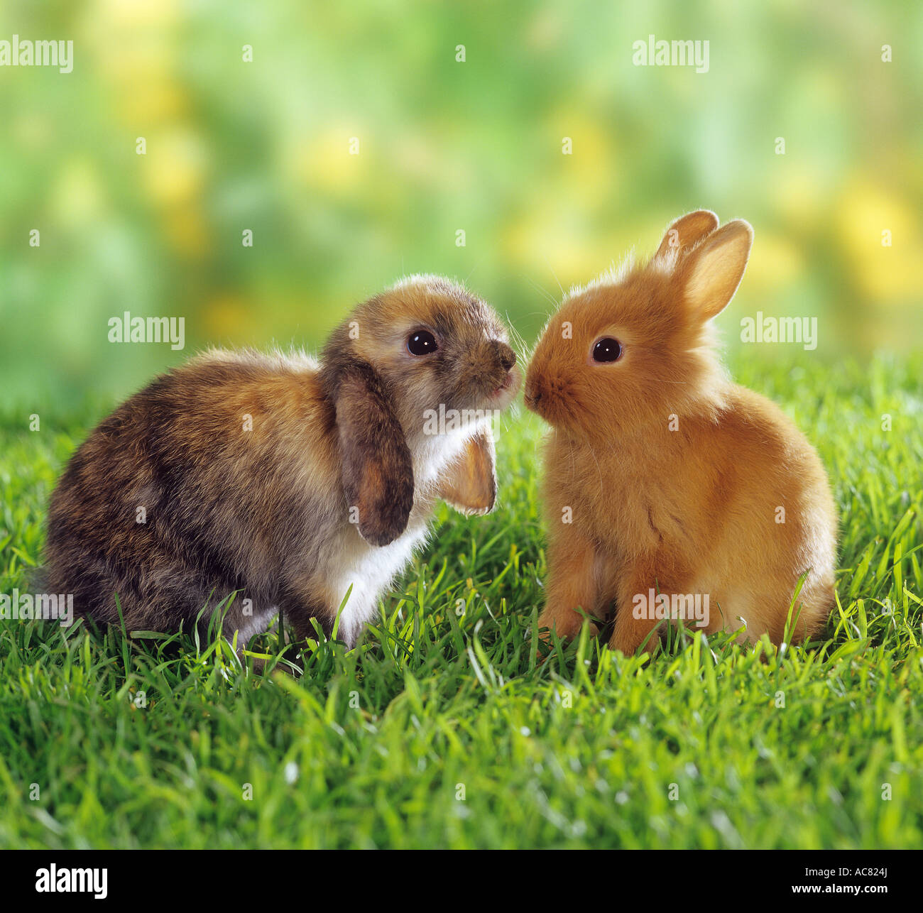 lop-eared dwarf rabbit and dwarf rabbit on meadow Stock Photo - Alamy