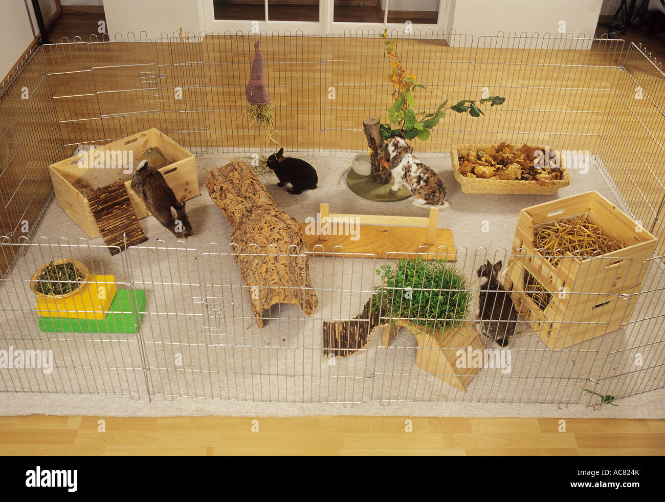 Rabbit outdoor enclosure hi-res stock photography and images - Alamy