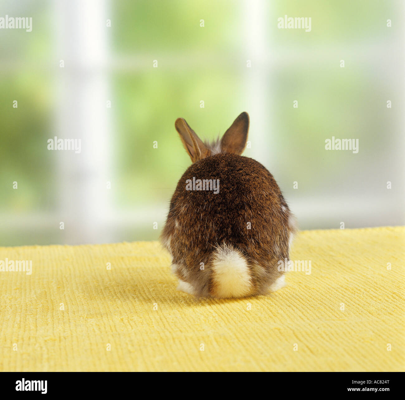 rabbit - from behind Stock Photo - Alamy