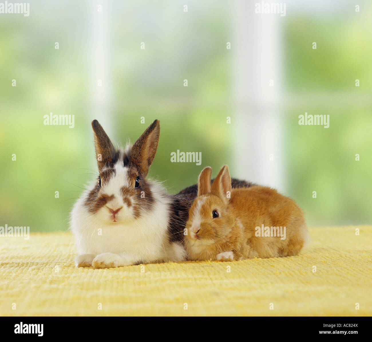Old pet rabbit hi-res stock photography and images - Alamy