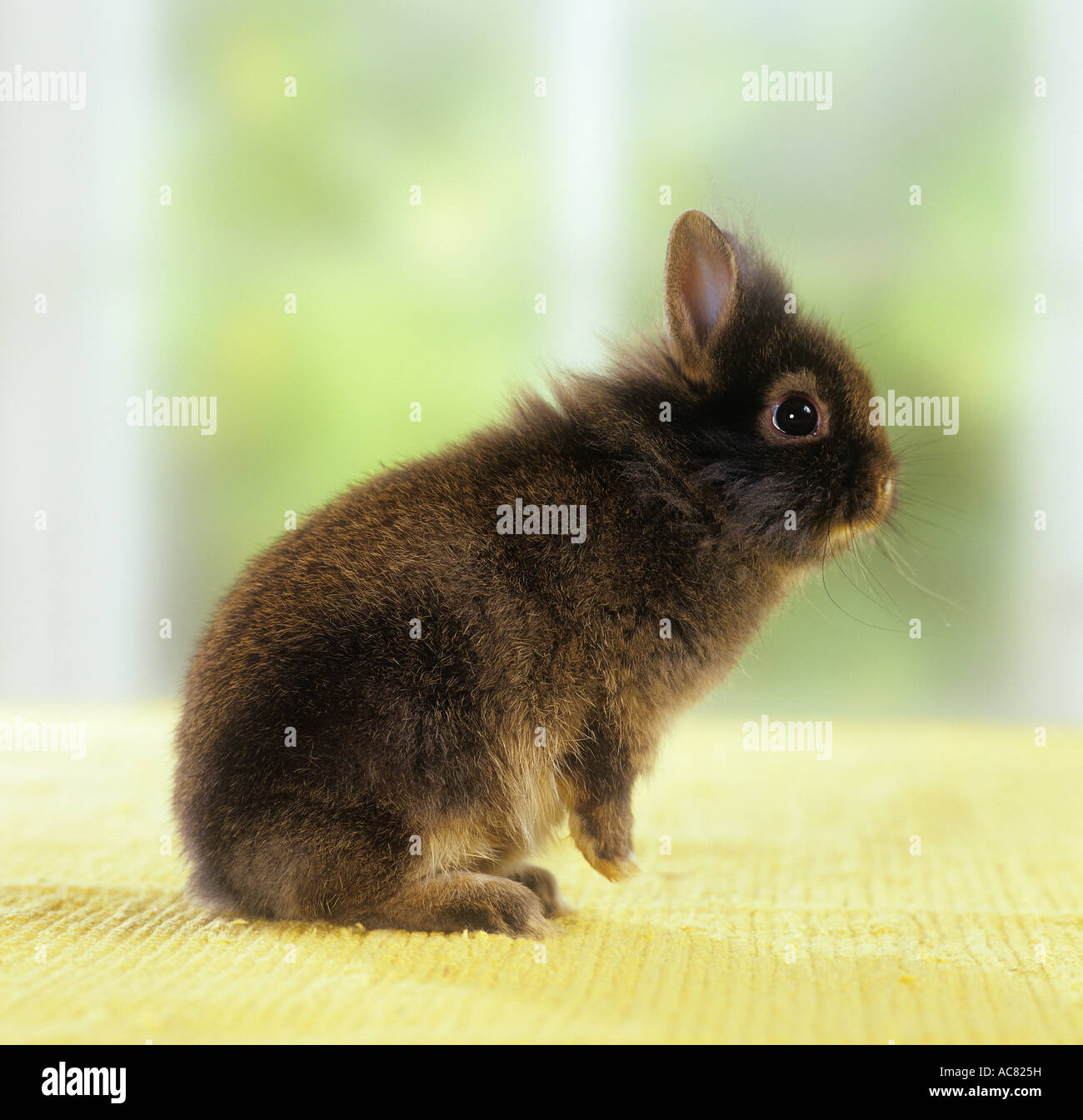 dwarf rabbit - standing Stock Photo - Alamy