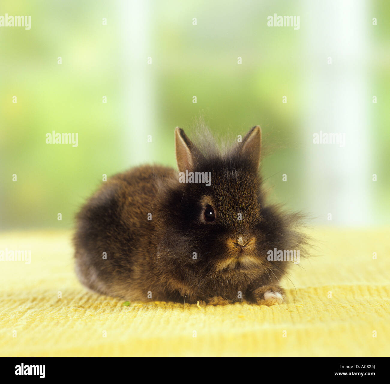 Lionhead Dwarf rabbit in a studio Stock Photo - Alamy