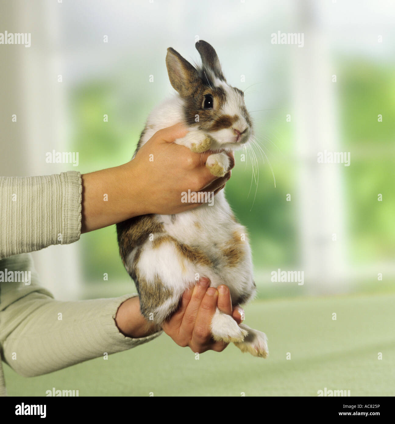 Dwarf Rabbit. How to hold a rabbit properly Stock Photo - Alamy