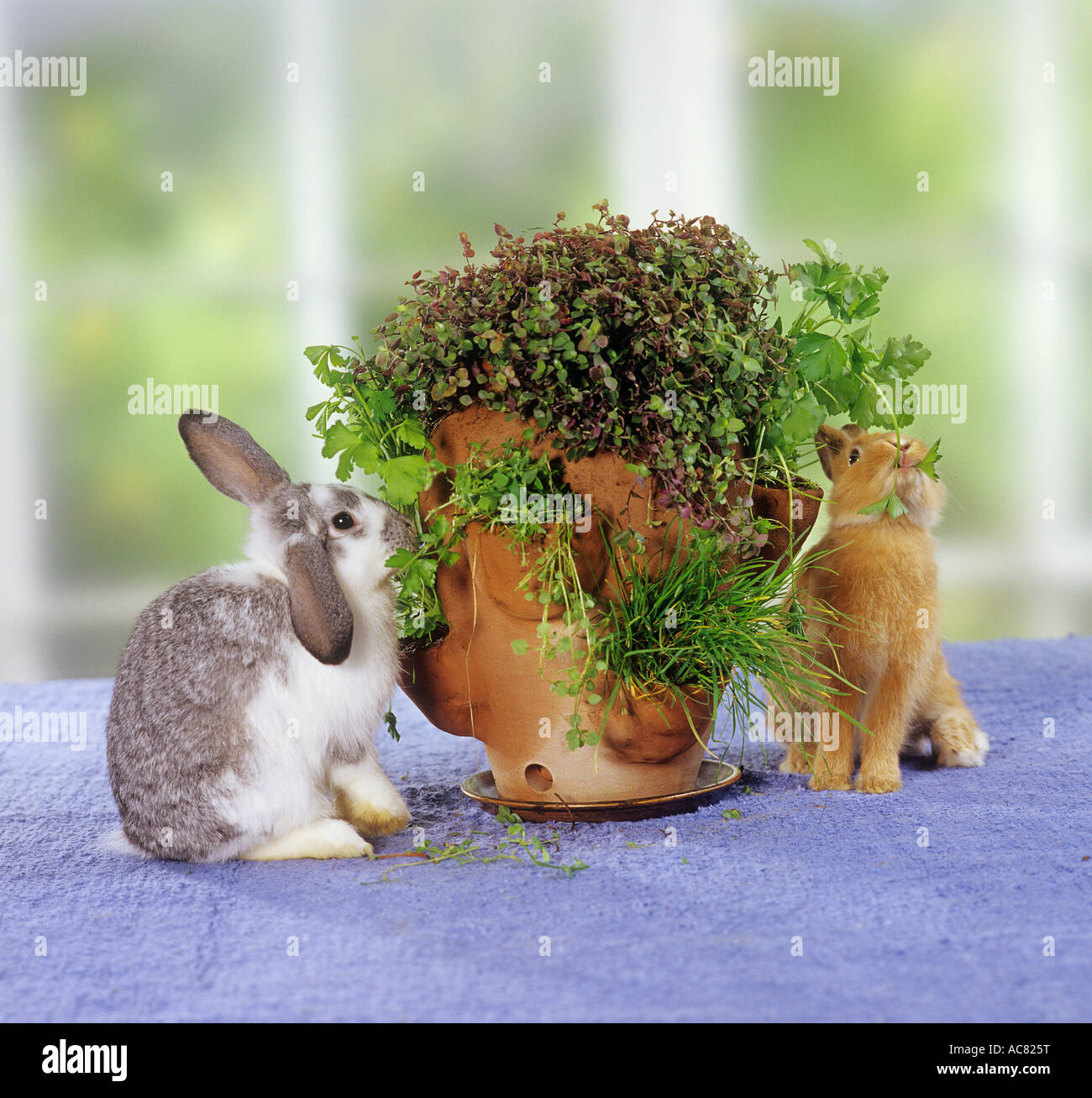 Herbs and rabbits hi-res stock photography and images - Alamy