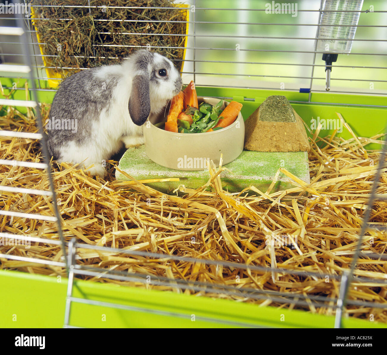 Lop-eared dwarf rabbit in a cage, eating vegetables from a bowl Stock ...