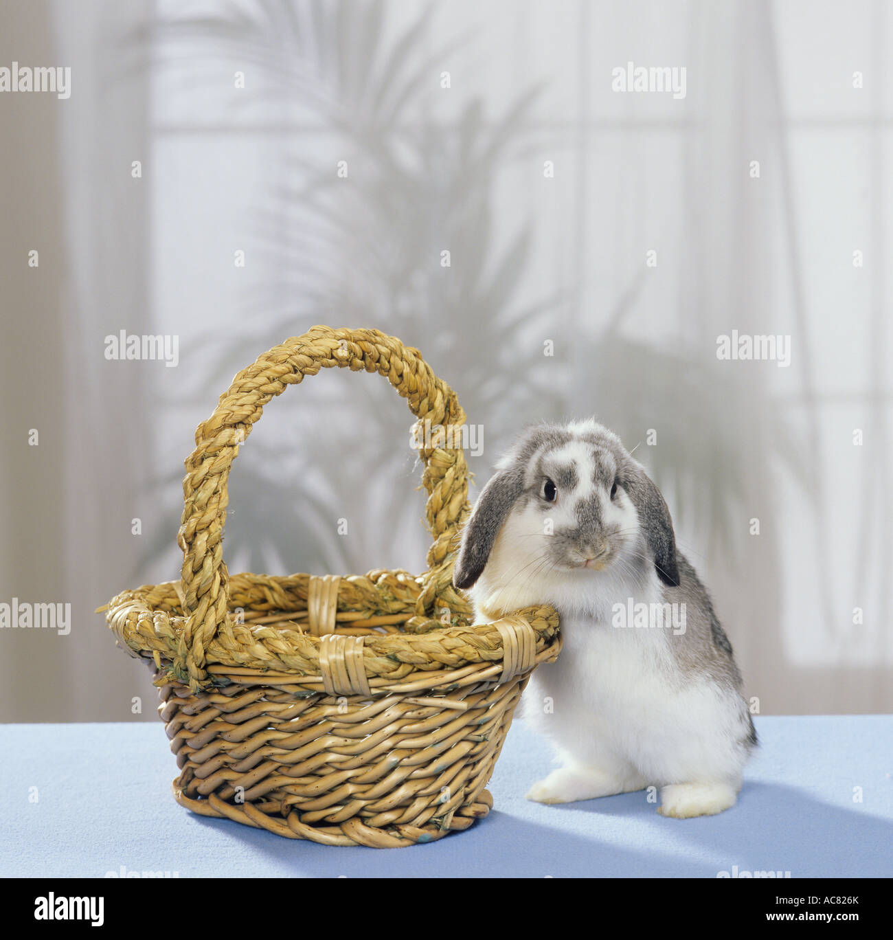 lop-eared dwarf rabbit - standing next to basket Stock Photo - Alamy