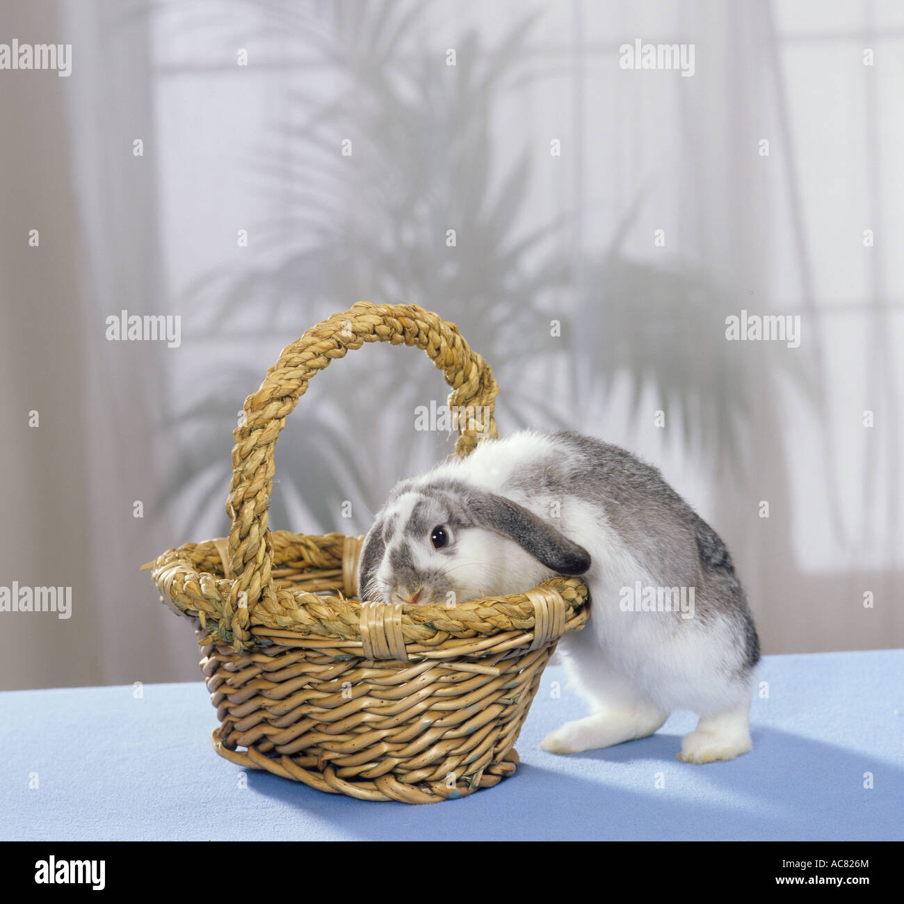Looking for rabbits hi-res stock photography and images - Alamy