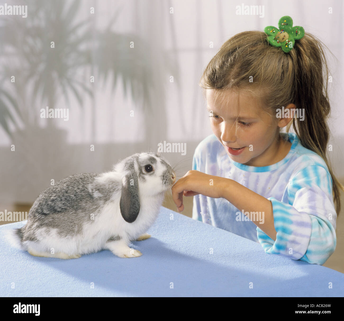 lop-eared dwarf rabbit - sniffing at hand Stock Photo - Alamy