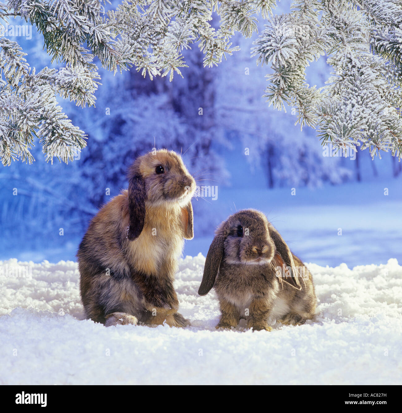 two lop-eared dwarf rabbits in snow Stock Photo - Alamy