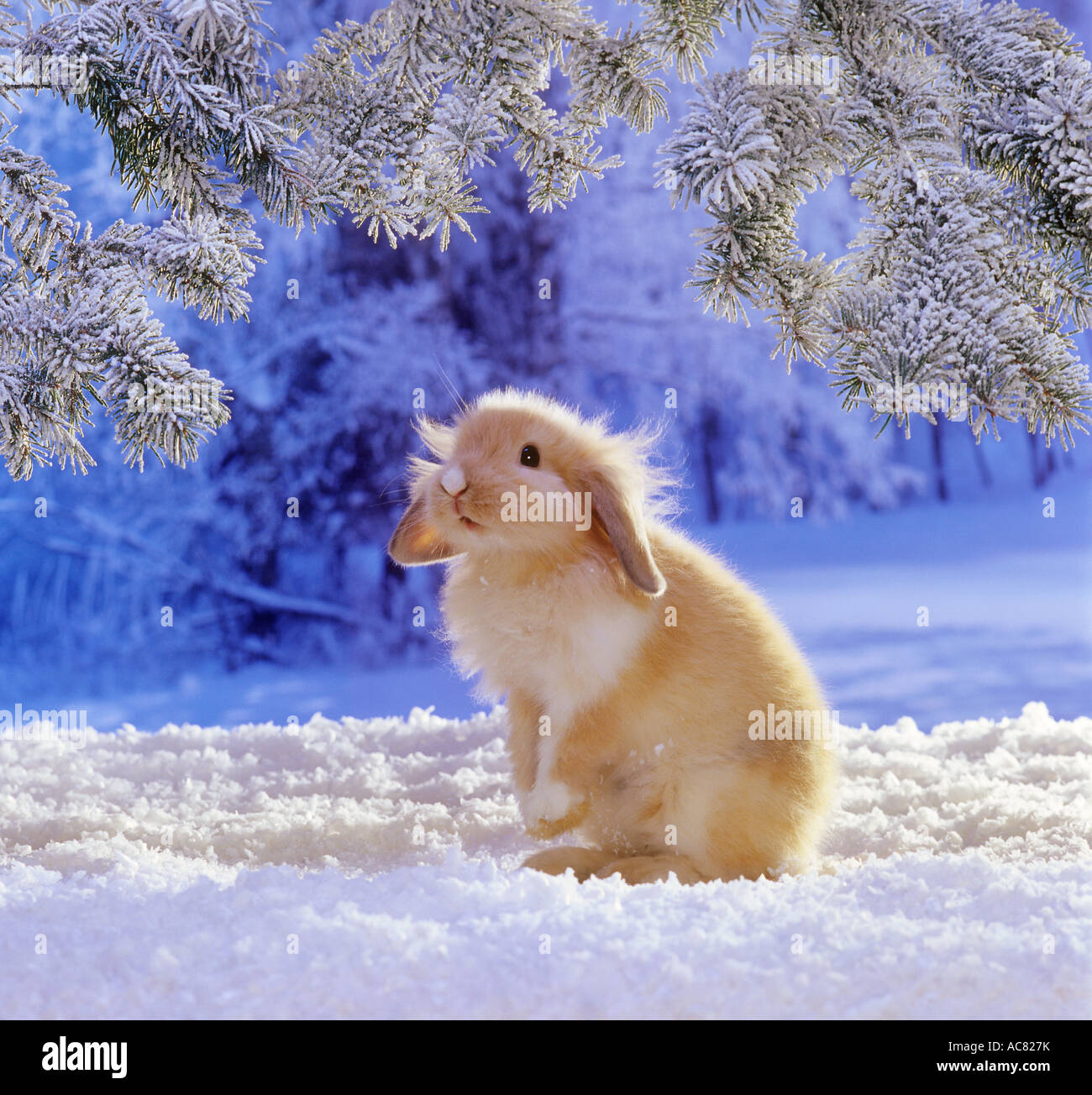 Lop-eared Dwarf rabbit sitting on its haunches in snow Stock Photo - Alamy