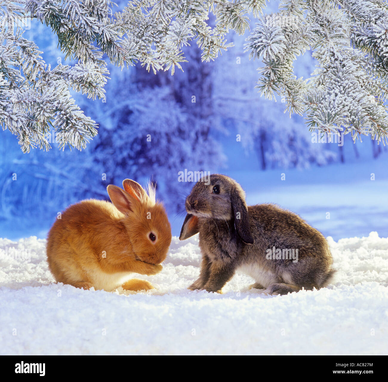 dwarf rabbit and lop-eared dwarf rabbit in snow Stock Photo - Alamy