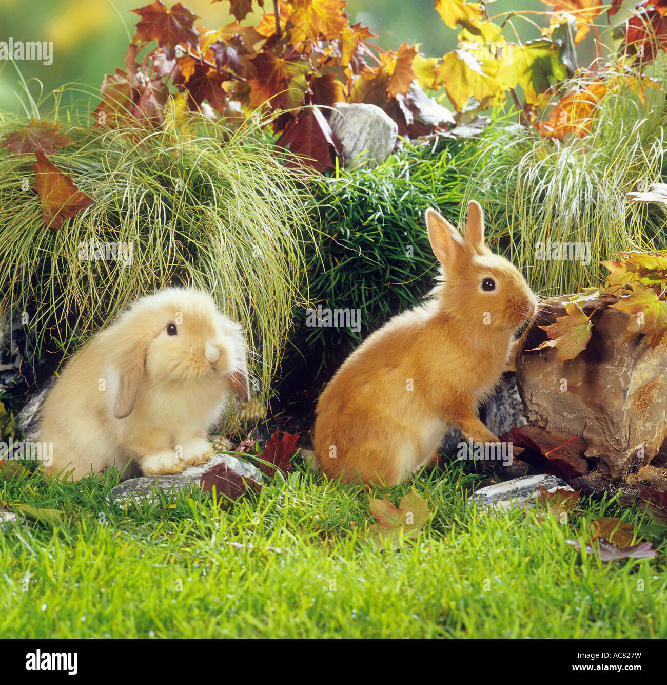 lop-eared dwarf rabbit and dwarf rabbit on meadow Stock Photo - Alamy