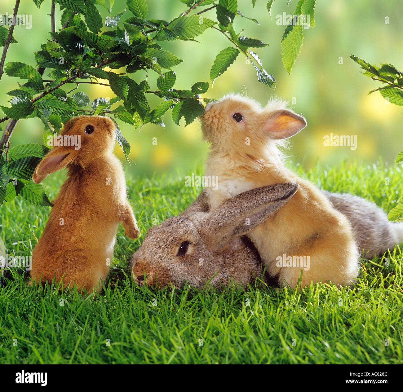 Dwarf Rabbit (Netherland Dwarf), Lion-Headed Mini Lop And, 55% OFF