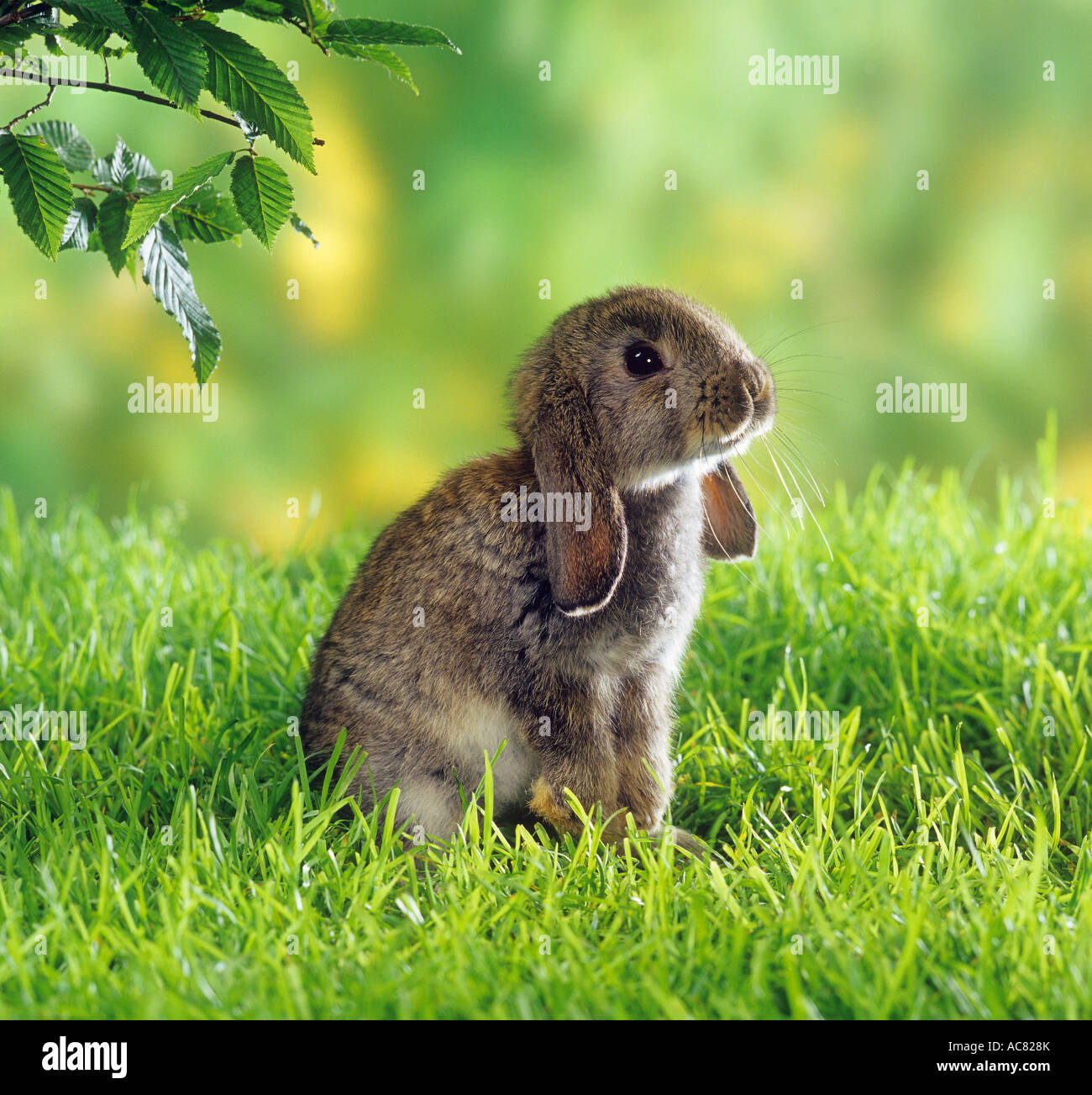lop-eared dwarf rabbit on meadow Stock Photo - Alamy