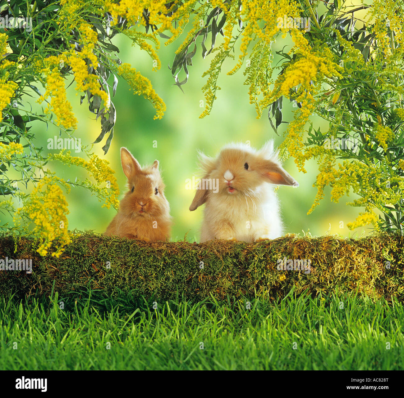 Two headed grass tree hi-res stock photography and images - Alamy