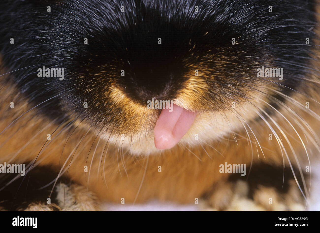 Rabbit mouth tongue hi-res stock photography and images - Alamy