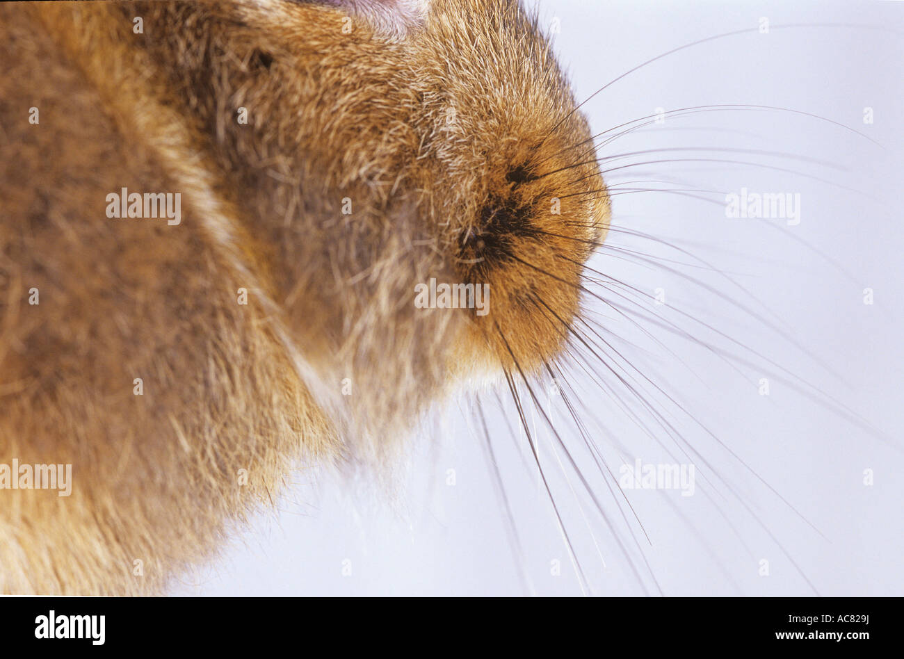 dwarf rabbit - close up : mouth Stock Photo - Alamy