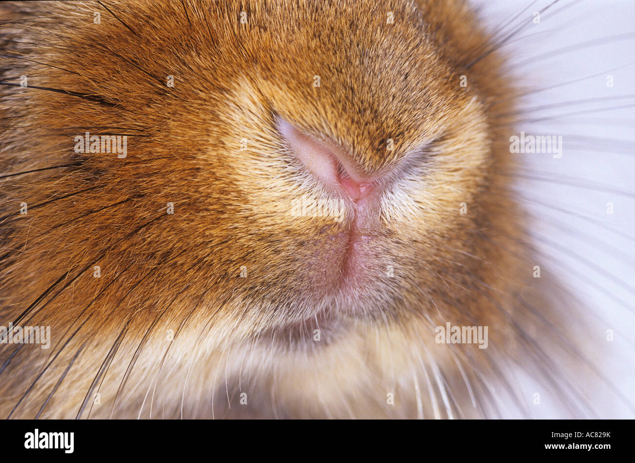 Dwarf rabbit. Close- up of nose Stock Photo - Alamy
